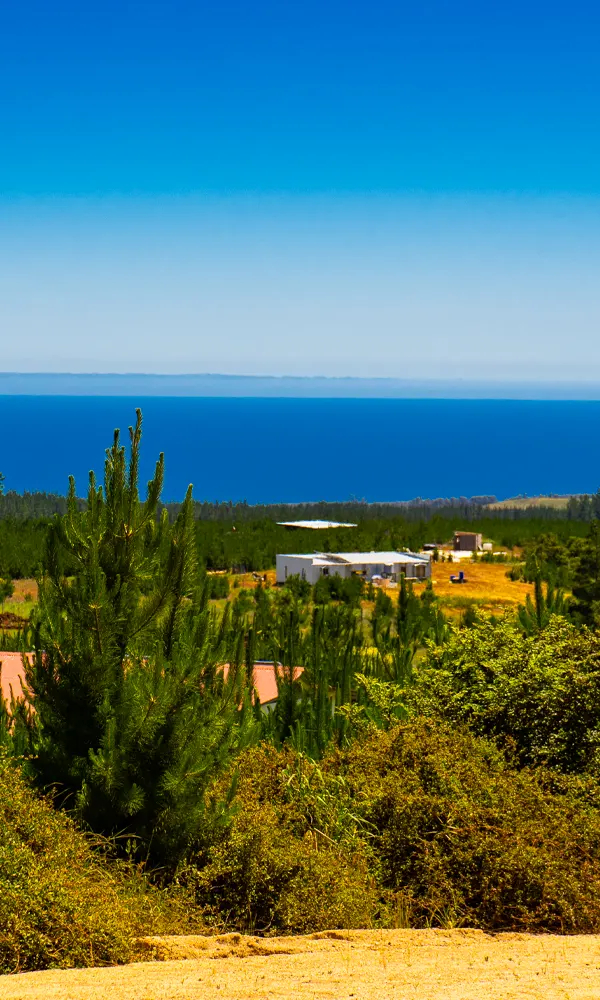 Punta Pichilemu – Isla Nativa